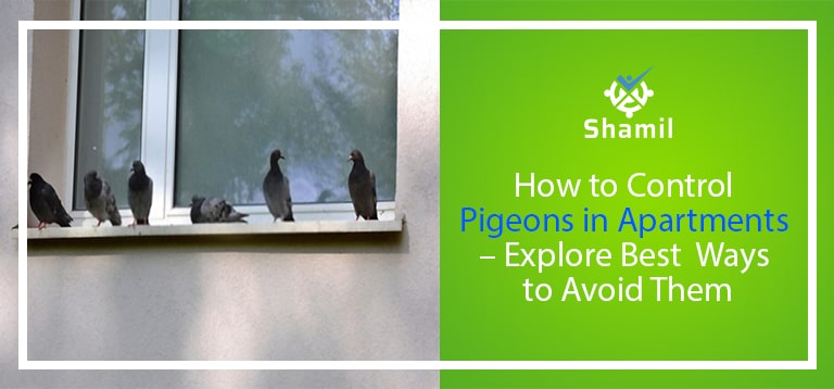 Read Our Guide to Know How to Control Pigeons in Apartments?